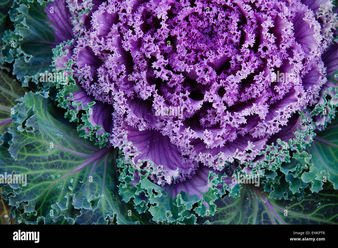 Brassica Oleracea var. Sabellica, ornamental kale close up with head of ...