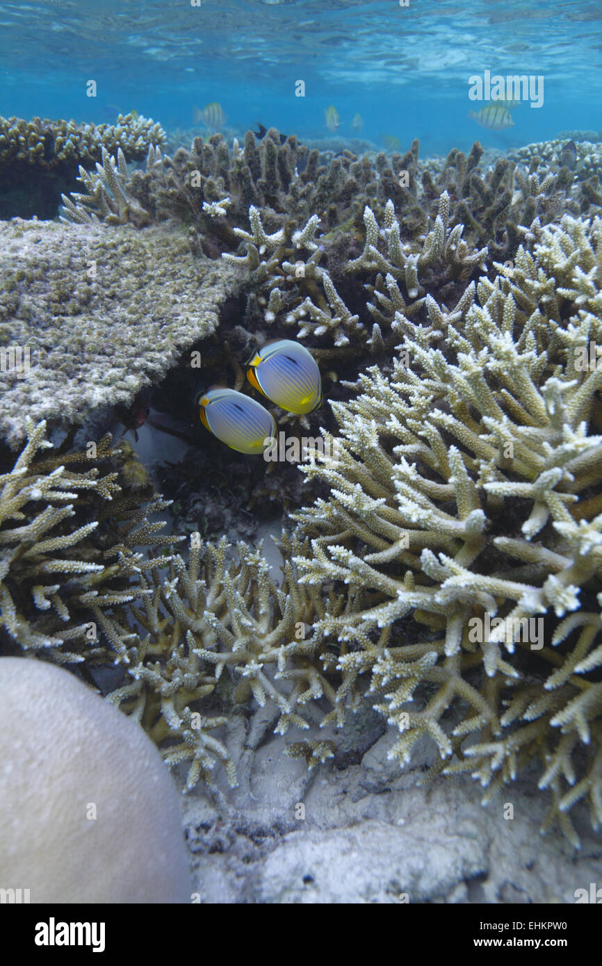 Oval butterflyfish (Chaetodon lunulatus), Maldives Stock Photo - Alamy
