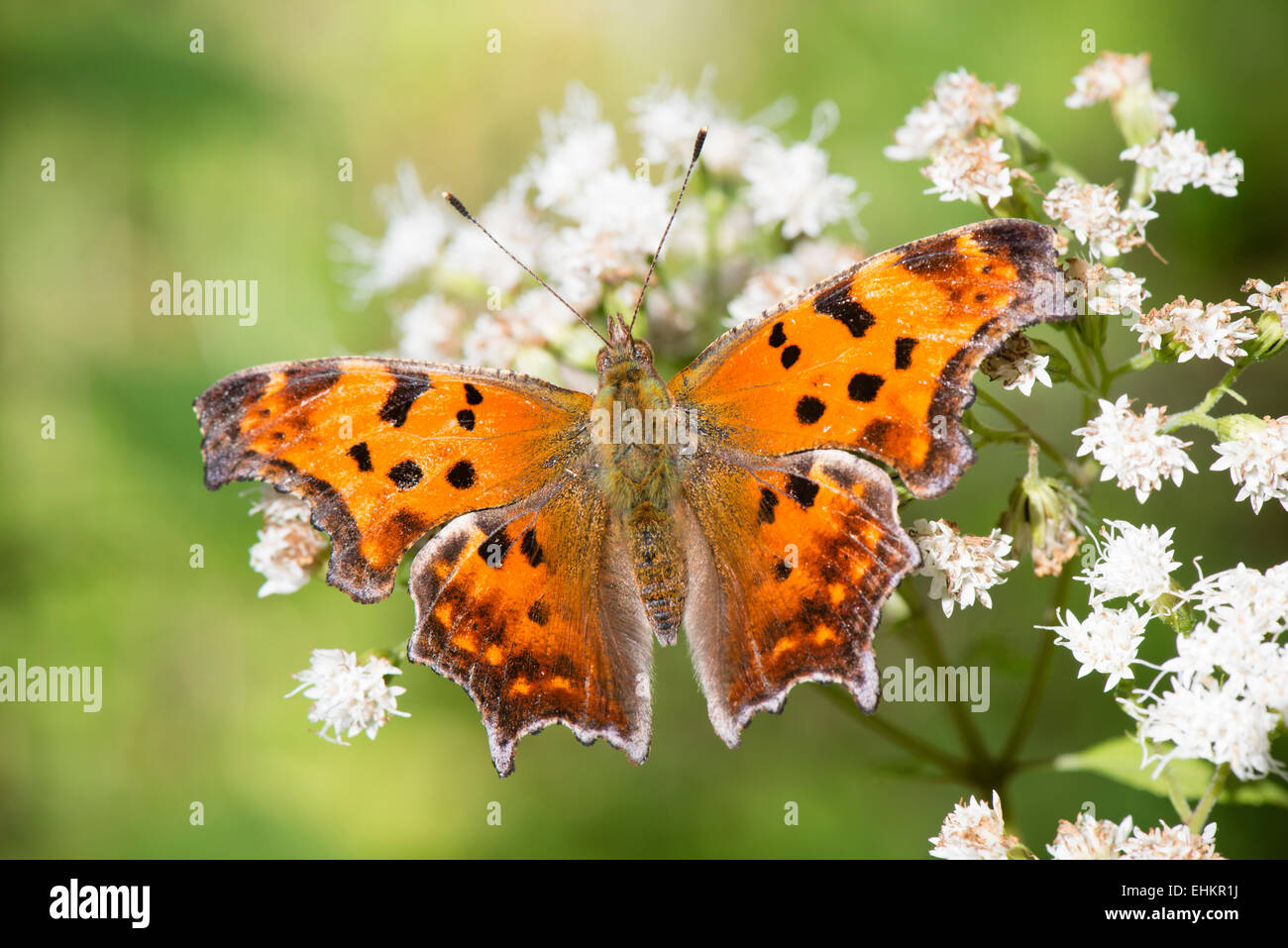 Comma butterfly close up with wings open, resting on small white ...