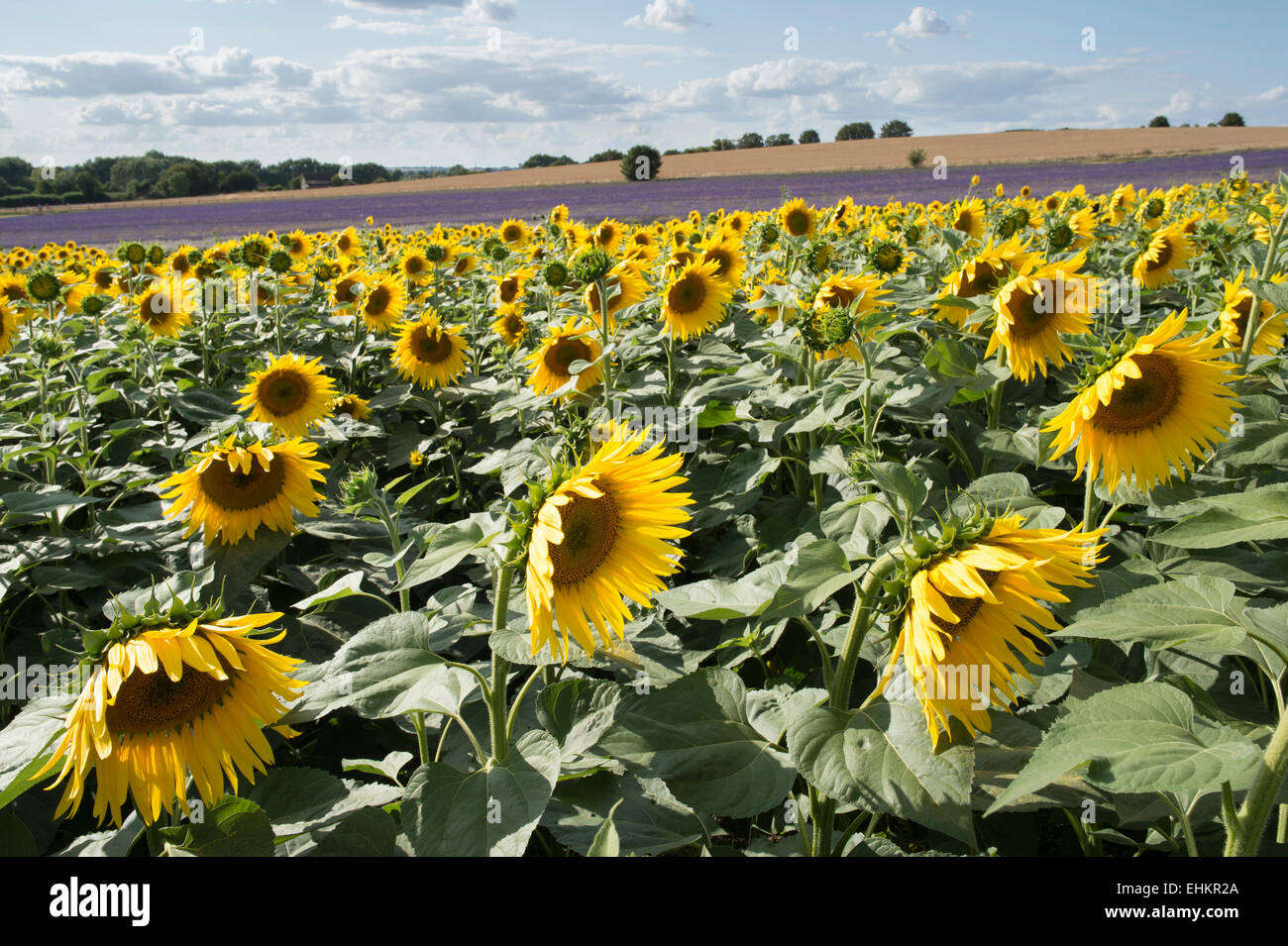 A field of Sunflowers growing at Cadwell Farm, Hitchin, Hertfordshire ...