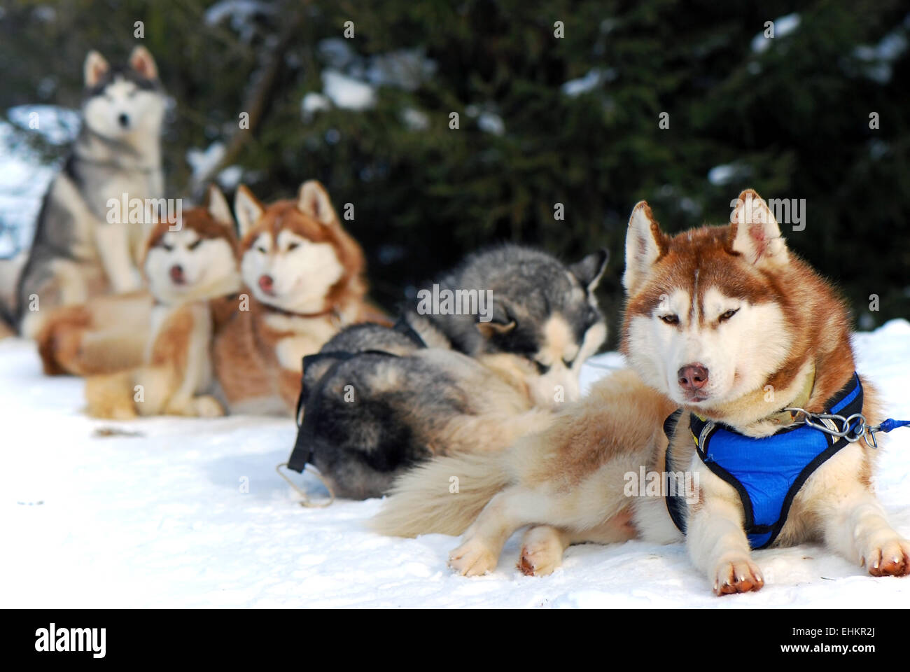Dog team hi-res stock photography and images - Alamy