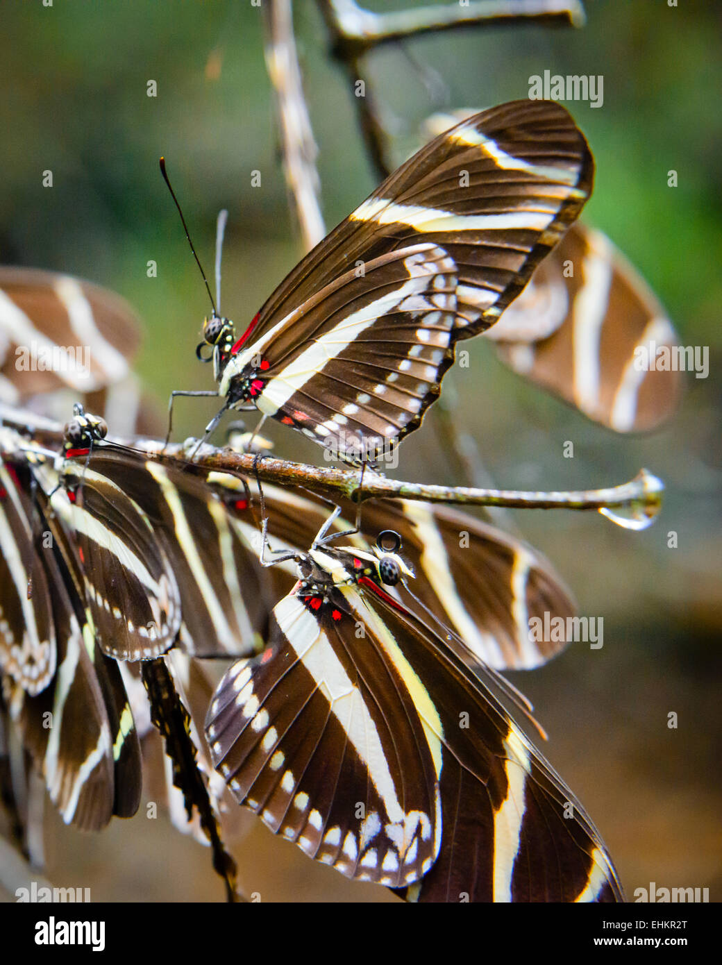 Zebra Longwing butterflies on a twig, close up Stock Photo - Alamy