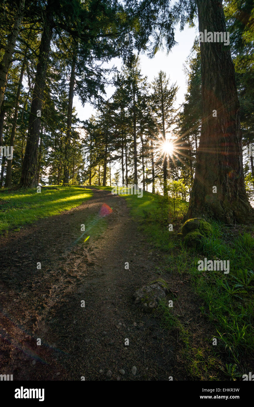Path through the trees at Mt Tabor, Oregon, with a lens flare in the ...