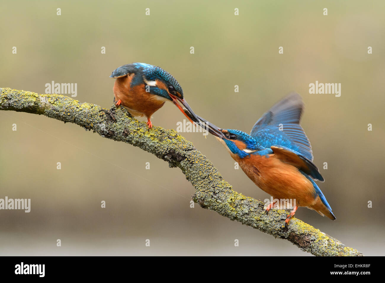 Courtship behavior of a pair of kingfishers. The male offers a fish to ...