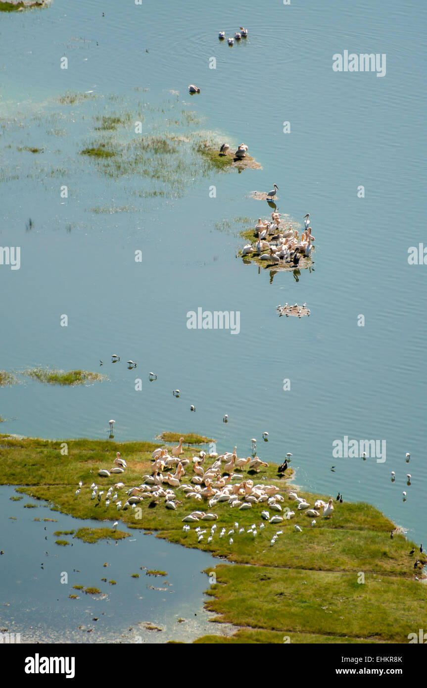 Kenya aerial view of lake nakuru with flamingos hi-res stock ...