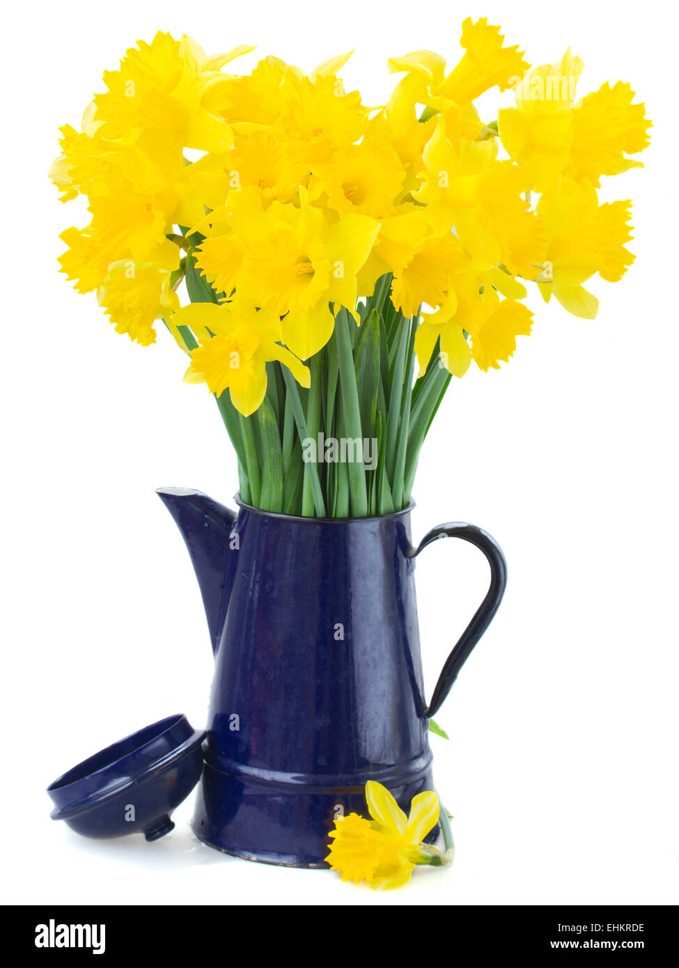 Narcissus pseudonarcissus Cut Out Stock Images & Pictures - Alamy