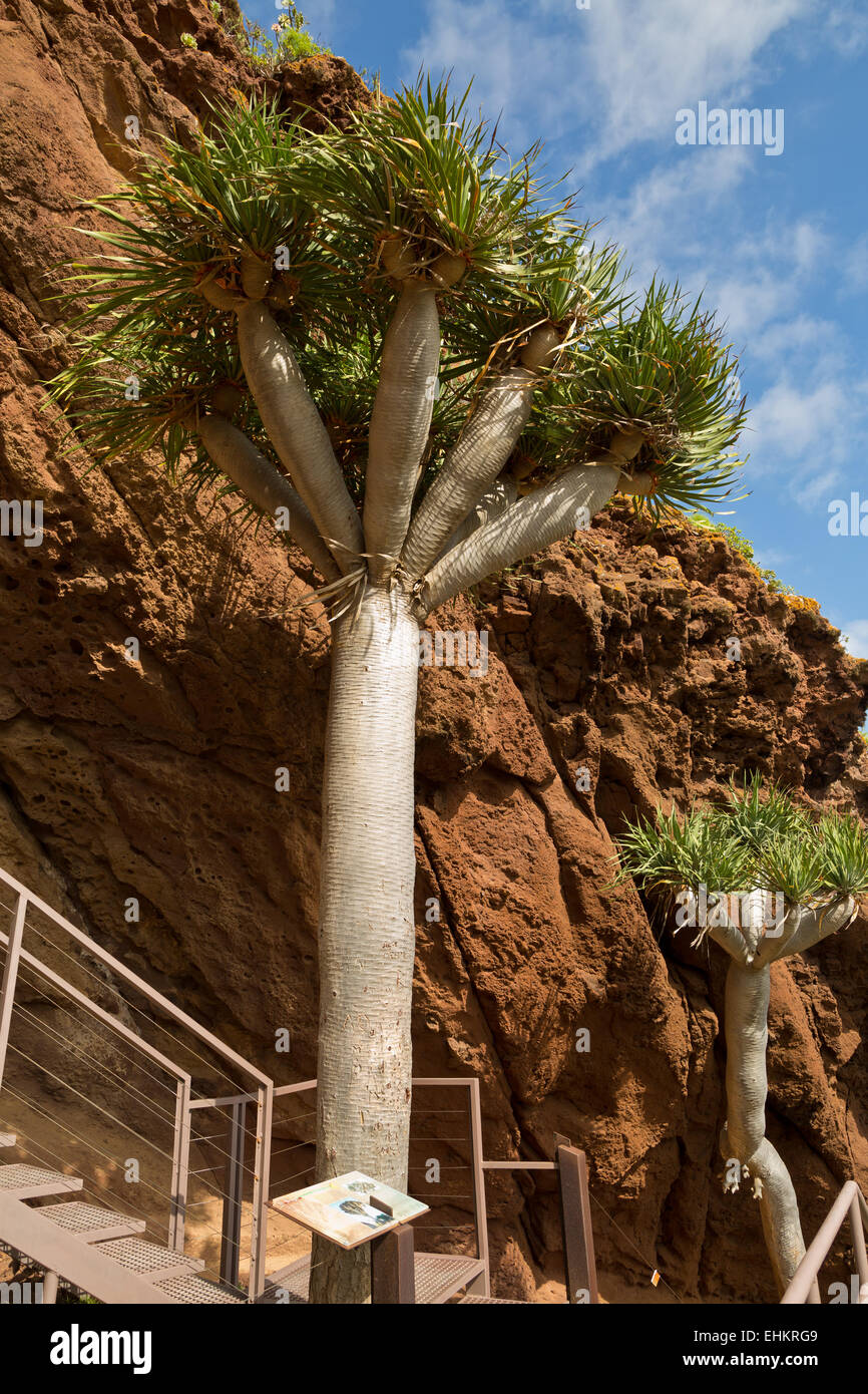 Gran canaria drago tree dracaena hi-res stock photography and images ...