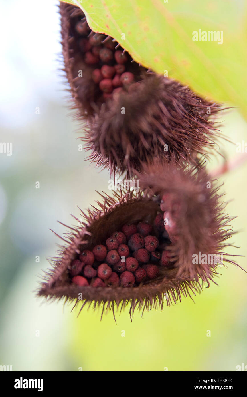 Annatto food coloring hi-res stock photography and images - Alamy