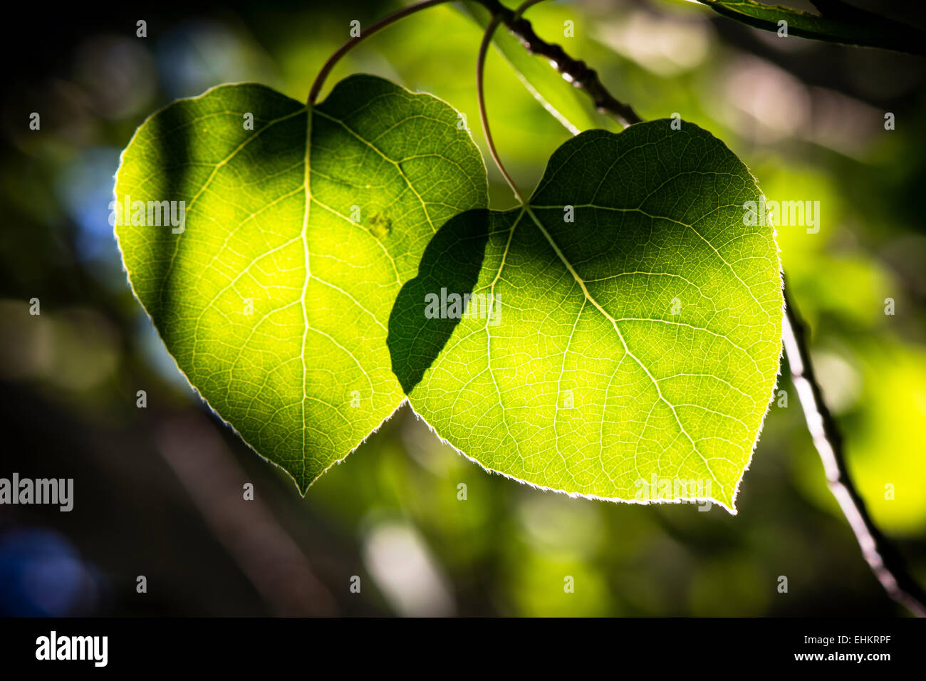 Aspen leaf pattern hi-res stock photography and images - Alamy