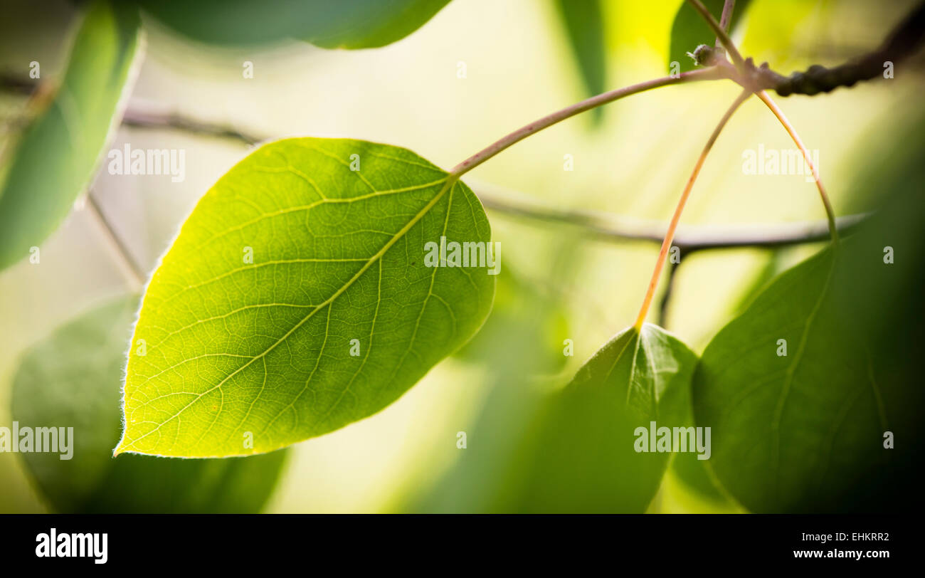 Aspen leaf pattern hi-res stock photography and images - Alamy