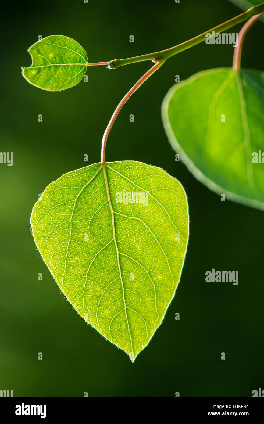 Aspen leaf pattern hi-res stock photography and images - Alamy