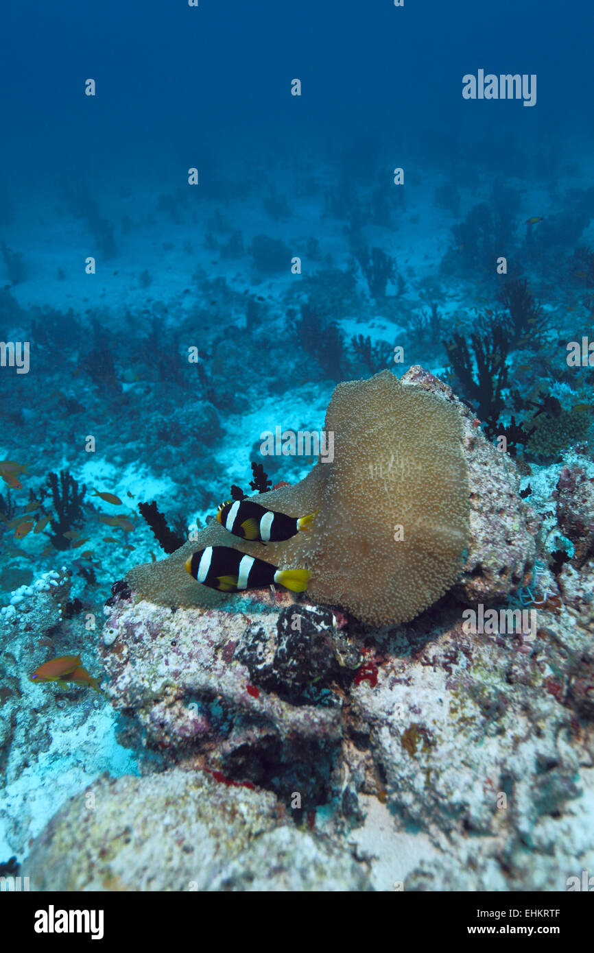 Anemonefish (Amphiprion sebae) in a sea anemone (Heteractis magnifica ...