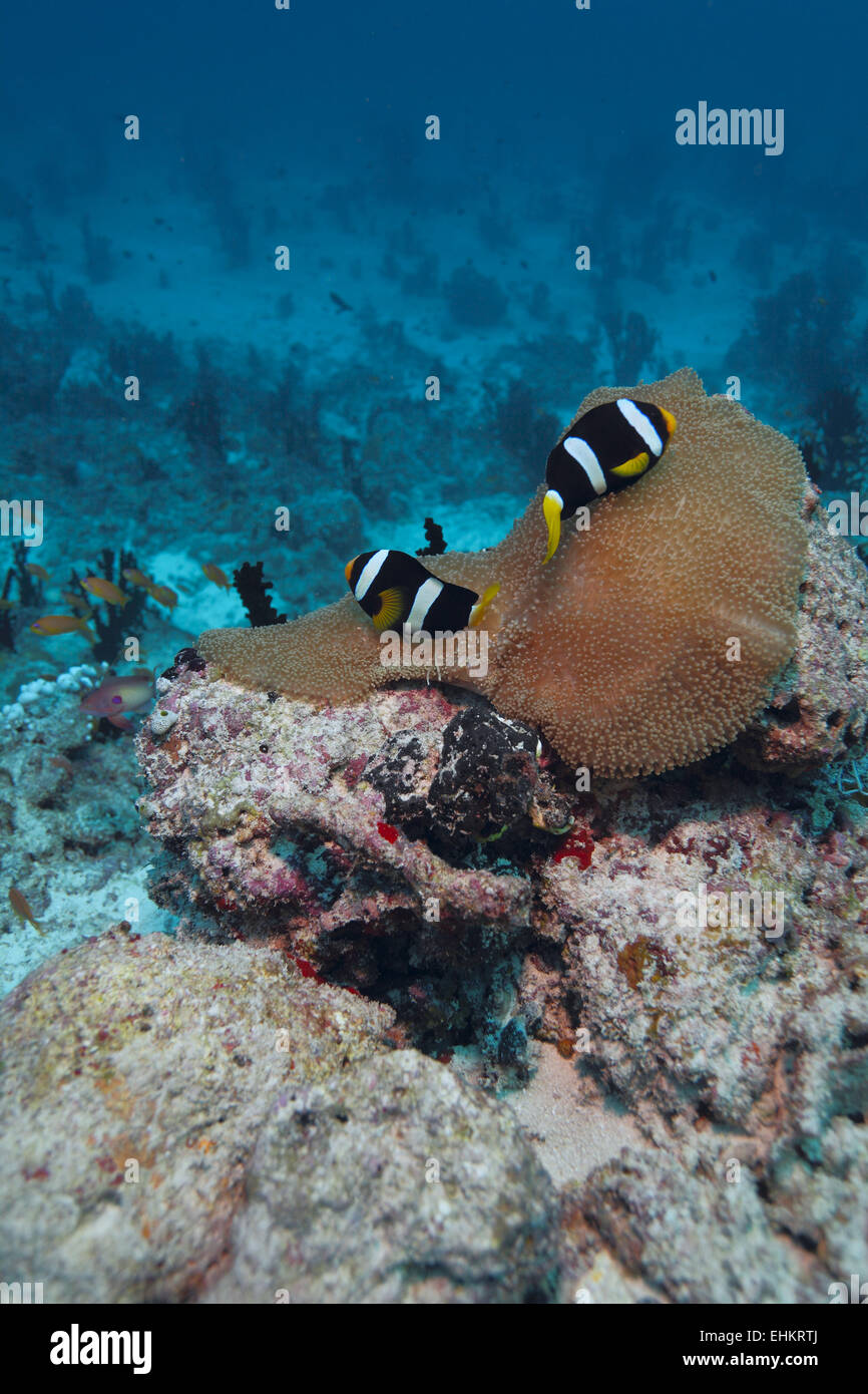 Anemonefish (Amphiprion sebae) in a sea anemone (Heteractis magnifica ...