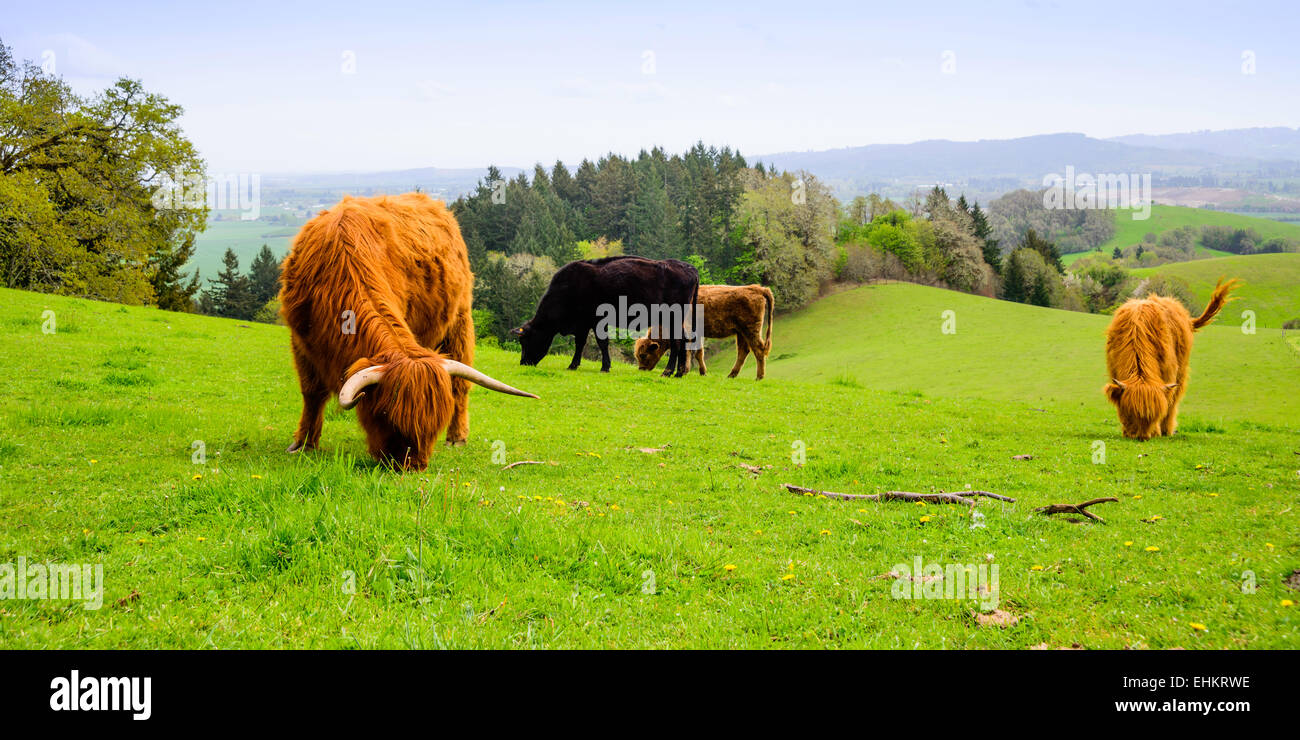 Cattle grazing in a large field. Two are Highland cattle, two are other ...