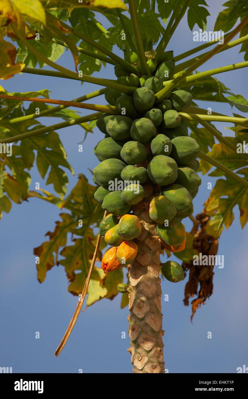 India pawpaw hi-res stock photography and images - Alamy