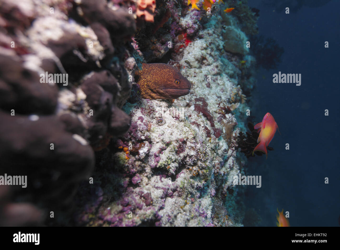 The giant moray (gymnothorax javanicus), Maldives Stock Photo - Alamy