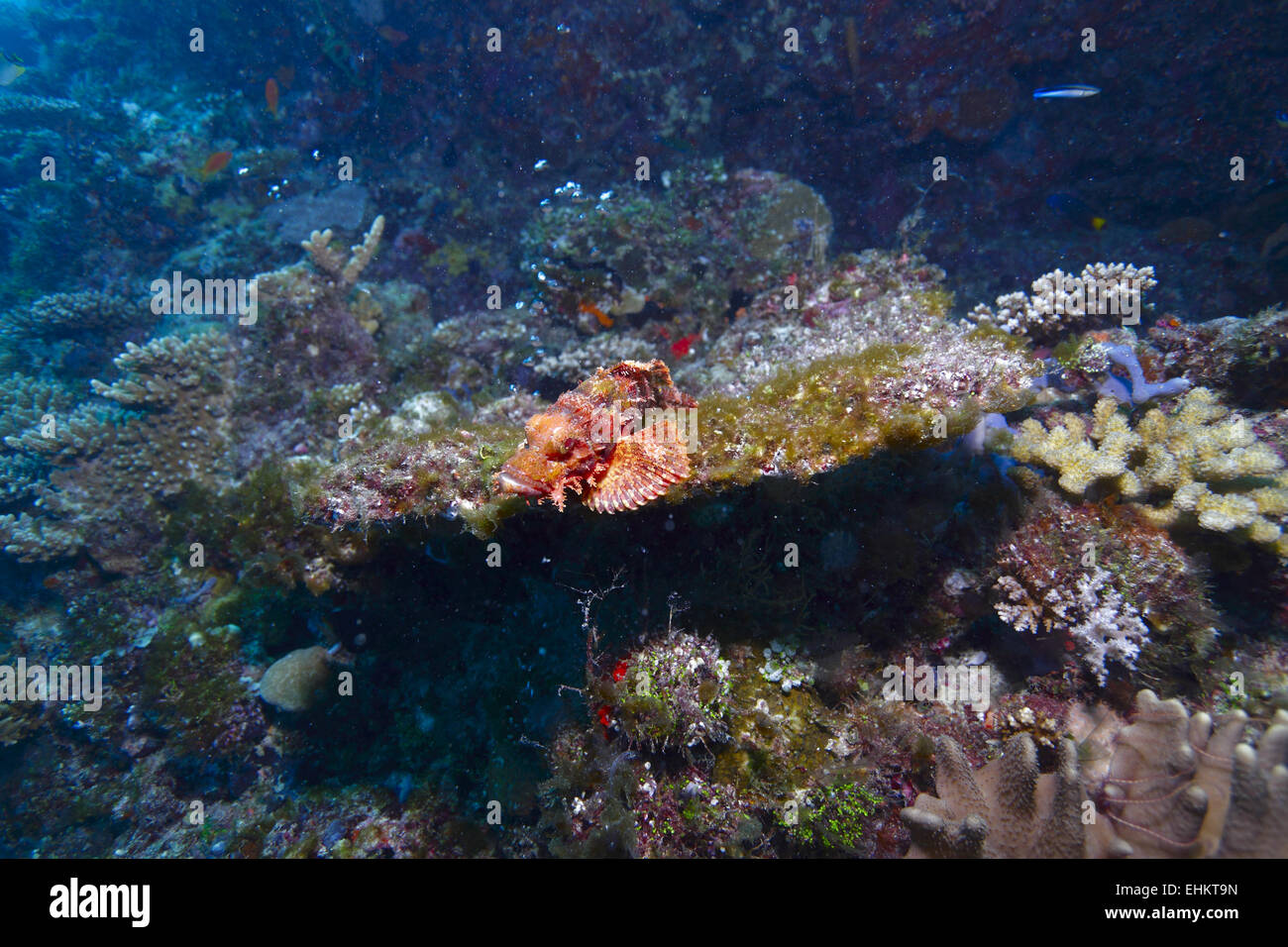 Tassled scorpionfish scorpaenopsis oxycephala maldives hi-res stock ...