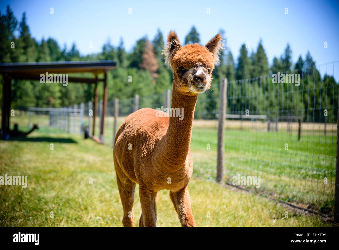 Alpaca in an enclosed field with trees in background Stock Photo - Alamy