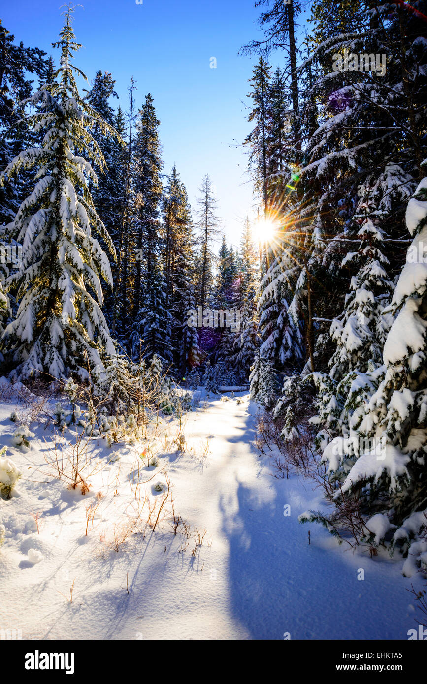 Snow covered fir trees on Mount Hood, Oregon, at sunrise, with lens ...