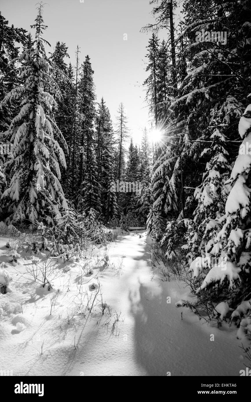 Lens flare at sunrise Black and White Stock Photos & Images - Alamy