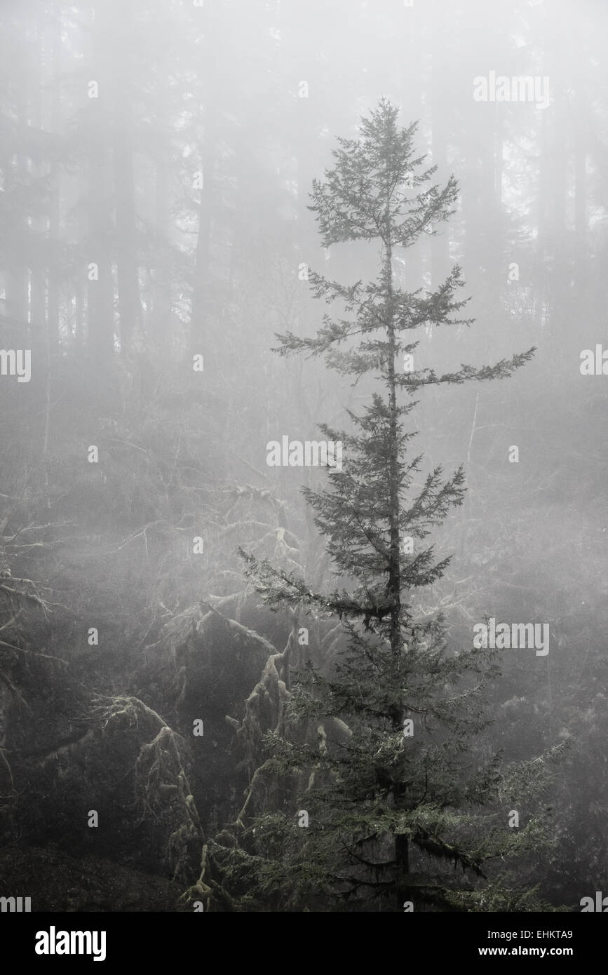 Small evergreen tree standing alone in forest, shrouded in mist Stock ...