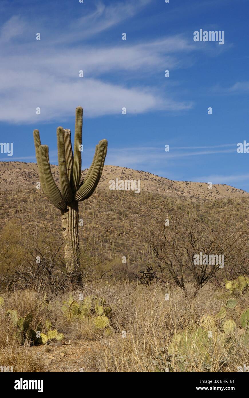 Tall Cactus Plants Sonoran Desert High Resolution Stock Photography and ...