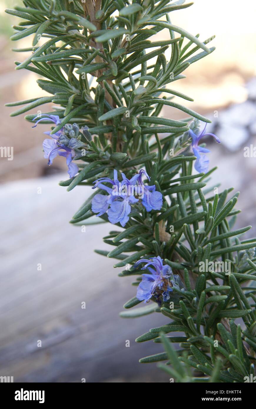 Rosemary in bloom garden hi-res stock photography and images - Alamy
