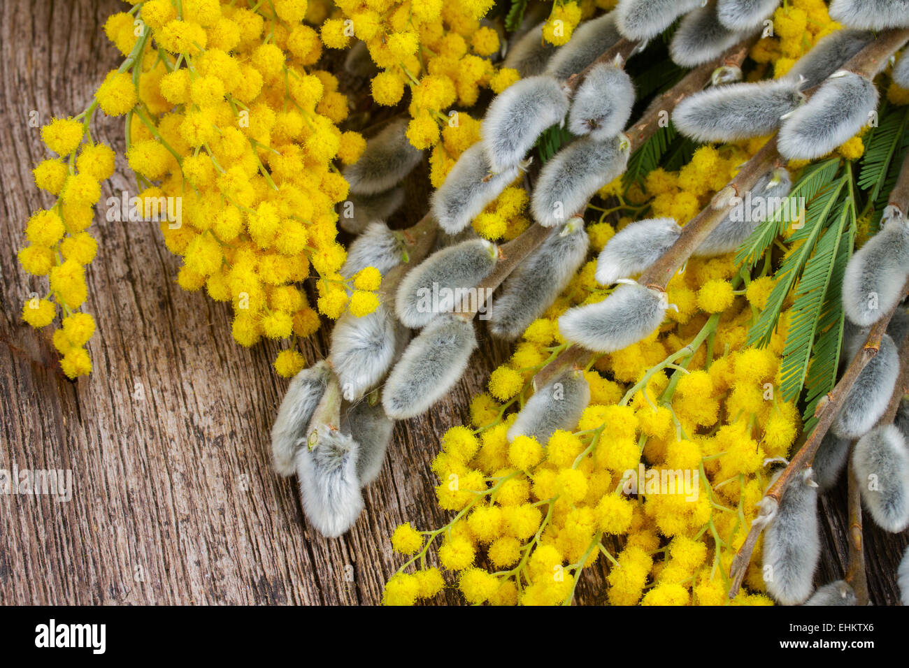 Mimosa and willow hi-res stock photography and images - Alamy