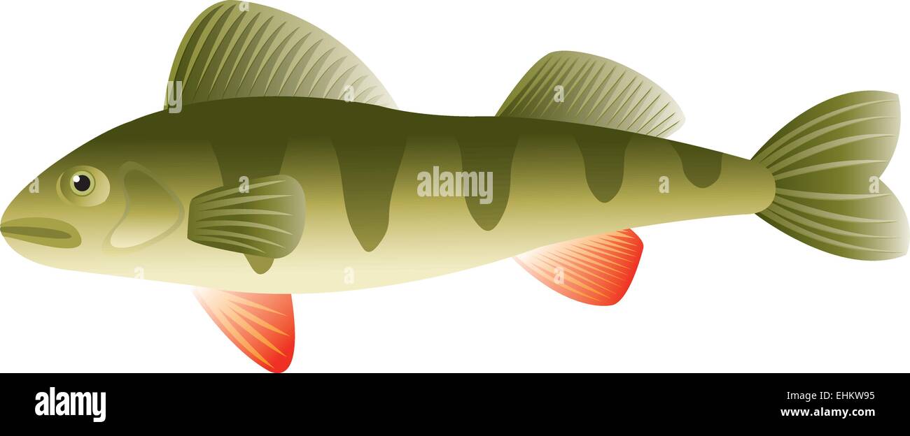 Perch fish vector Stock Vector Images - Alamy