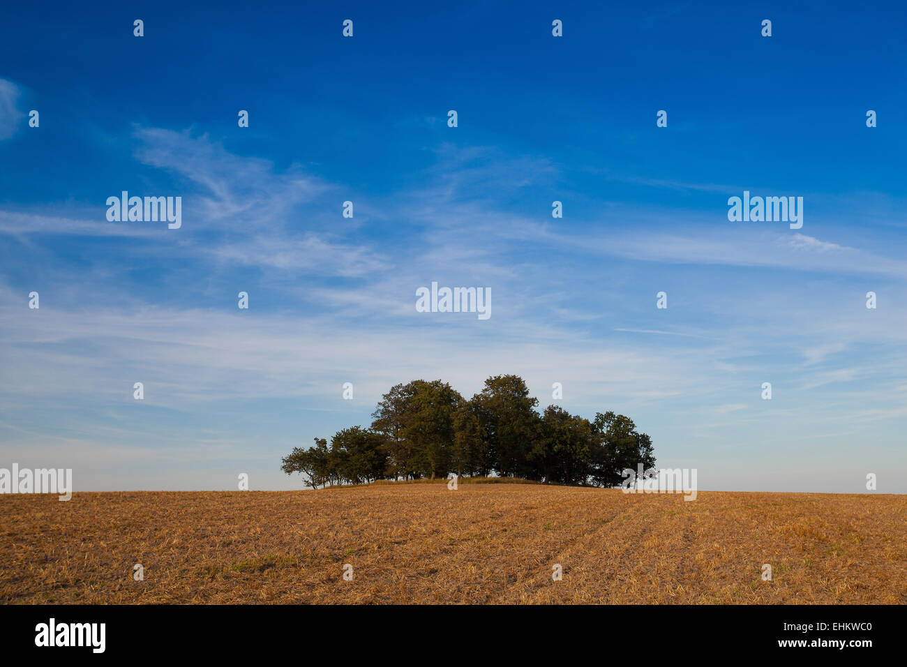 Island full of trees in the middle empty field Stock Photo - Alamy