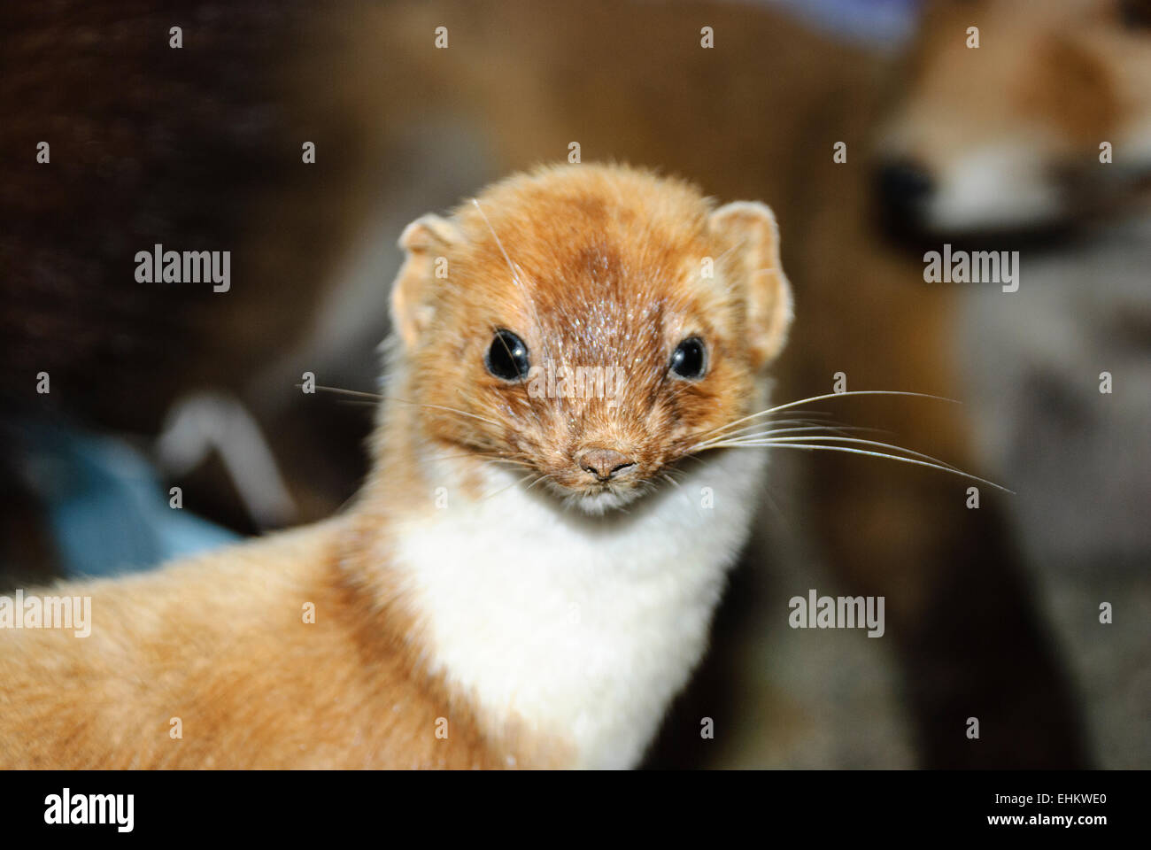 A stuffed stoat Stock Photo - Alamy