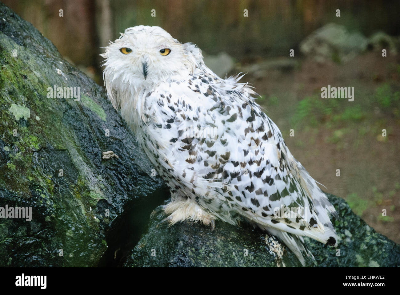 Female Snowy Owl Stock Photo - Alamy