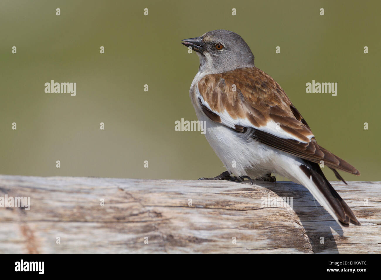 White winged snowfinch hi-res stock photography and images - Alamy