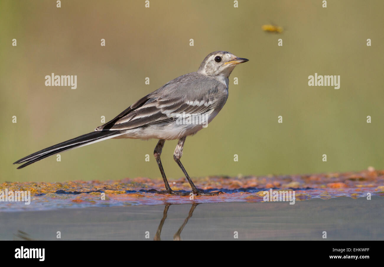 White Wagtail, juvenile Stock Photo - Alamy