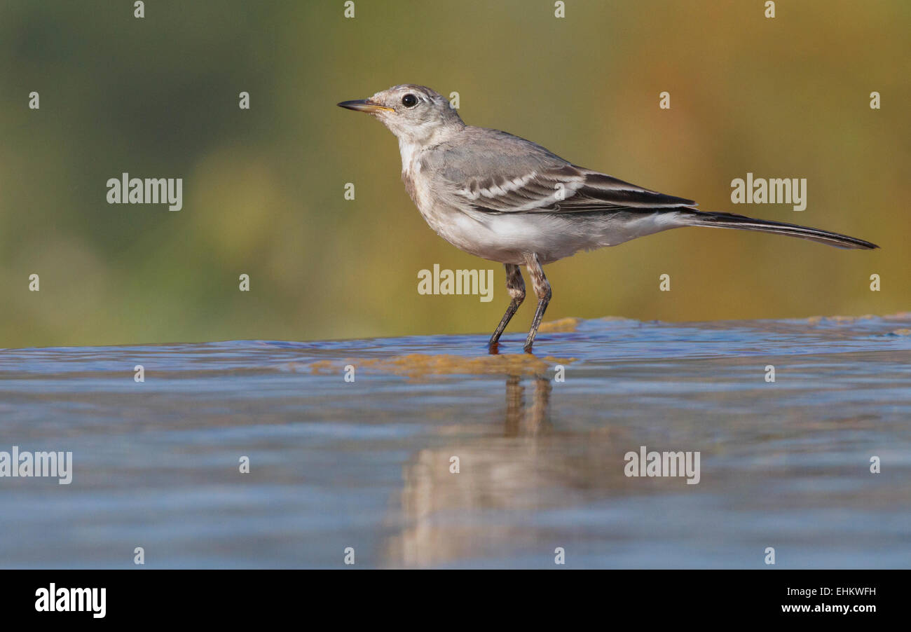 White Wagtail, juvenile Stock Photo - Alamy