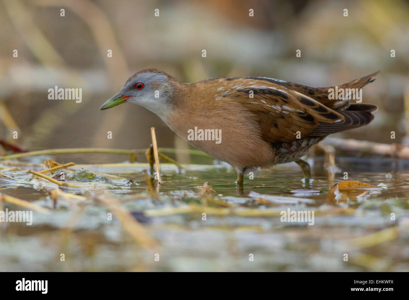 Parva hi-res stock photography and images - Alamy