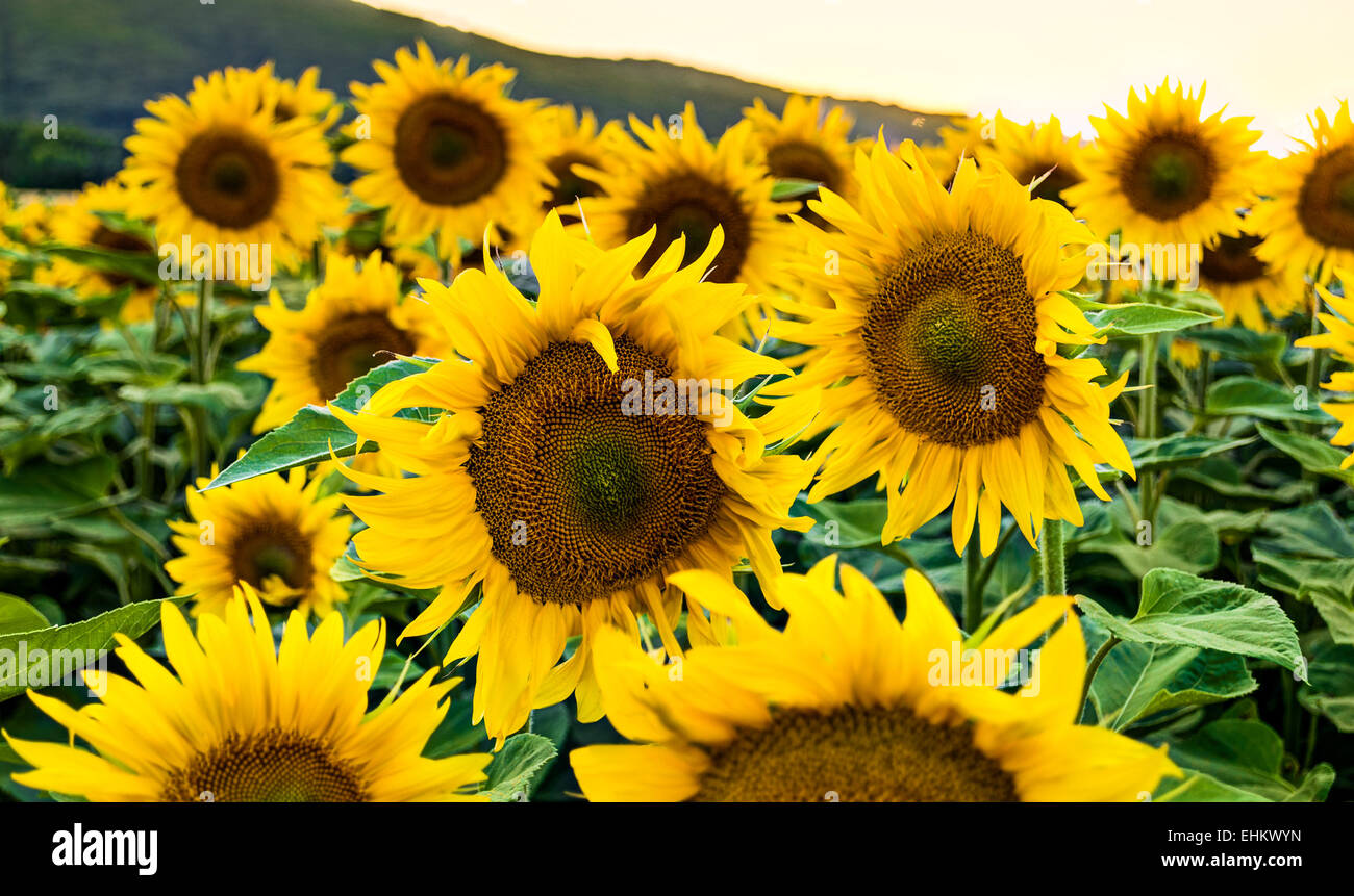 Green hill sunflowers farm hi-res stock photography and images - Alamy