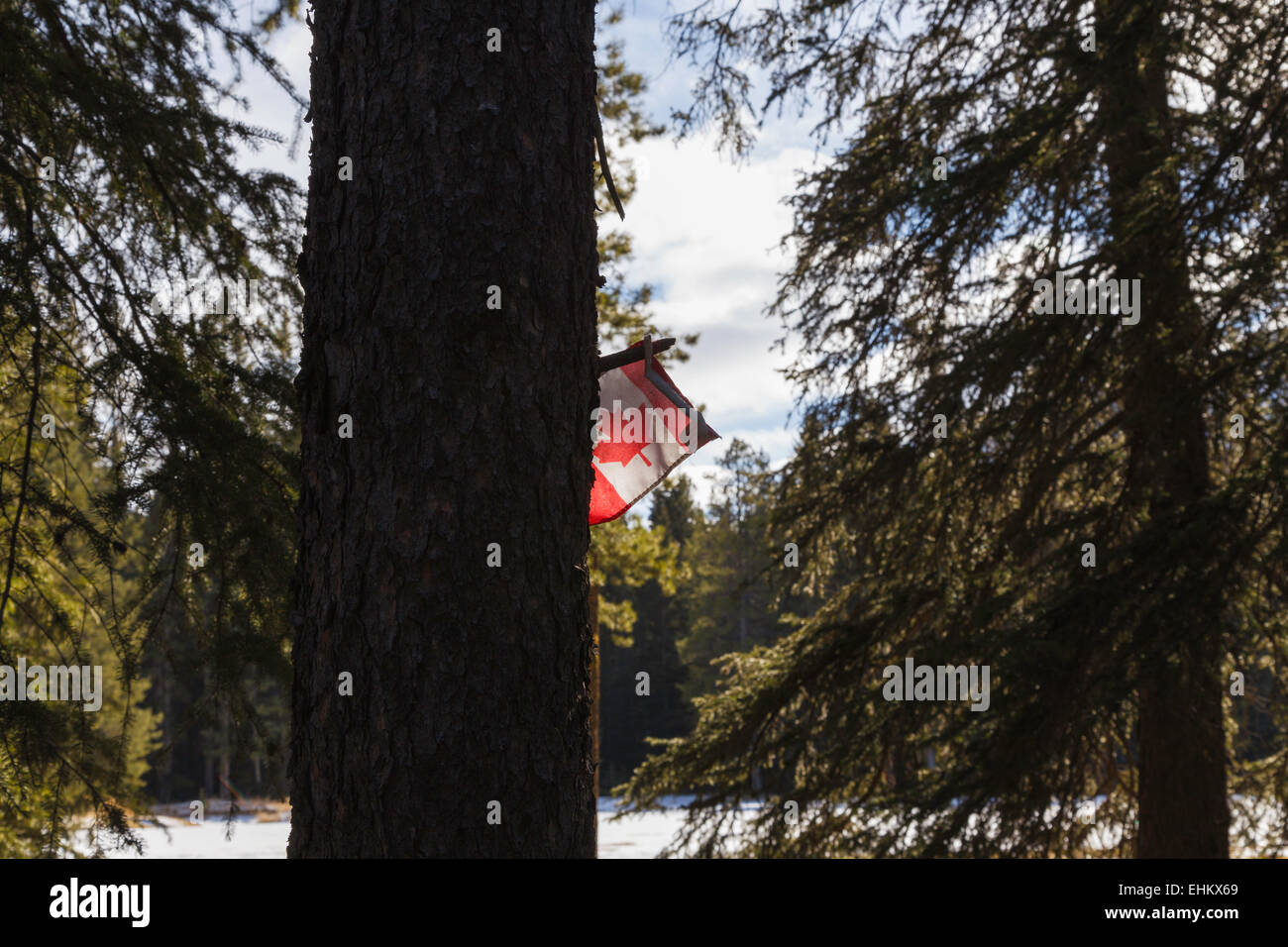 The Canadian Flag speared through a broken branch on a tree trunk in ...