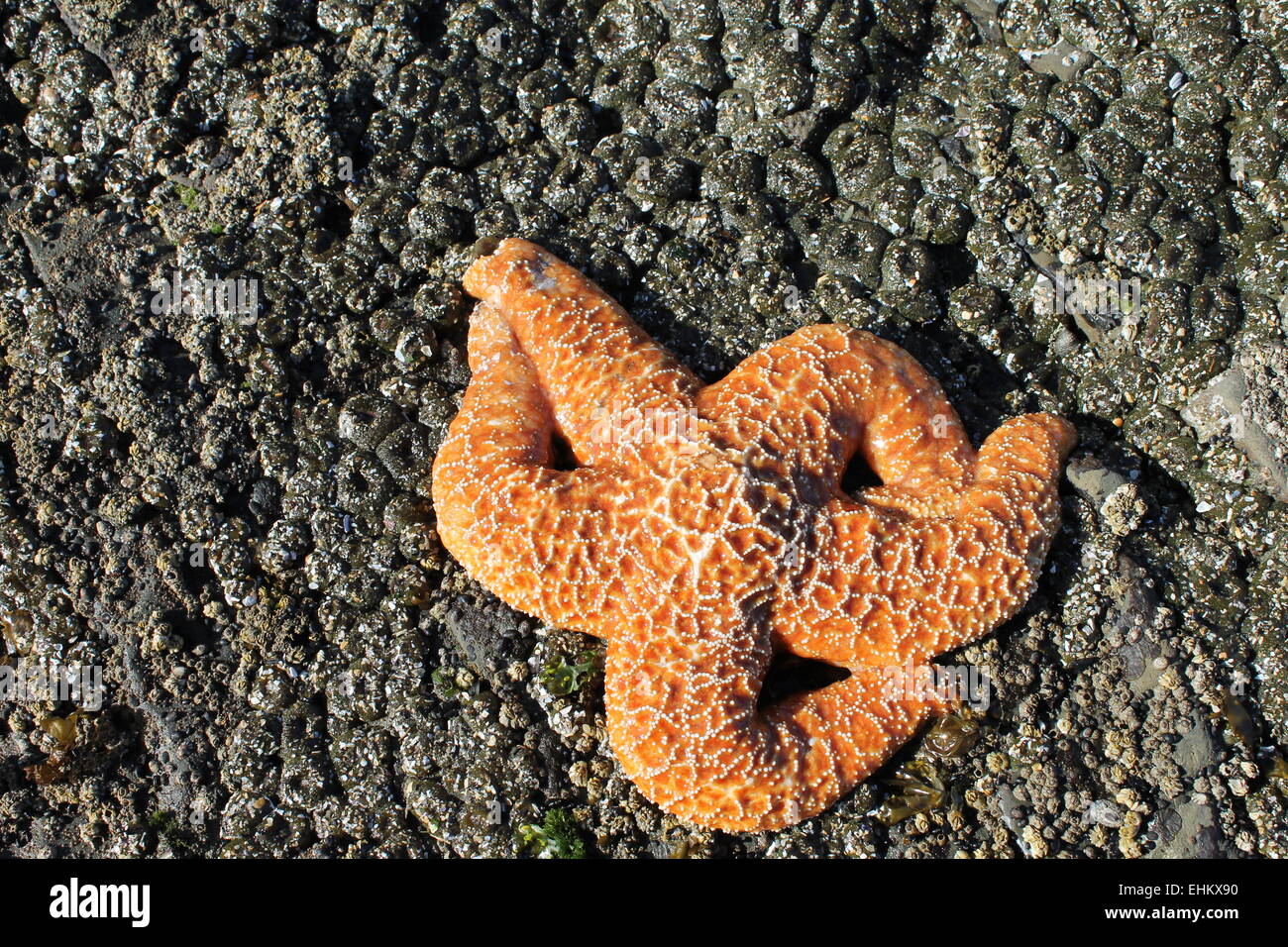 orange starfish on Pacific coast rocks Stock Photo - Alamy