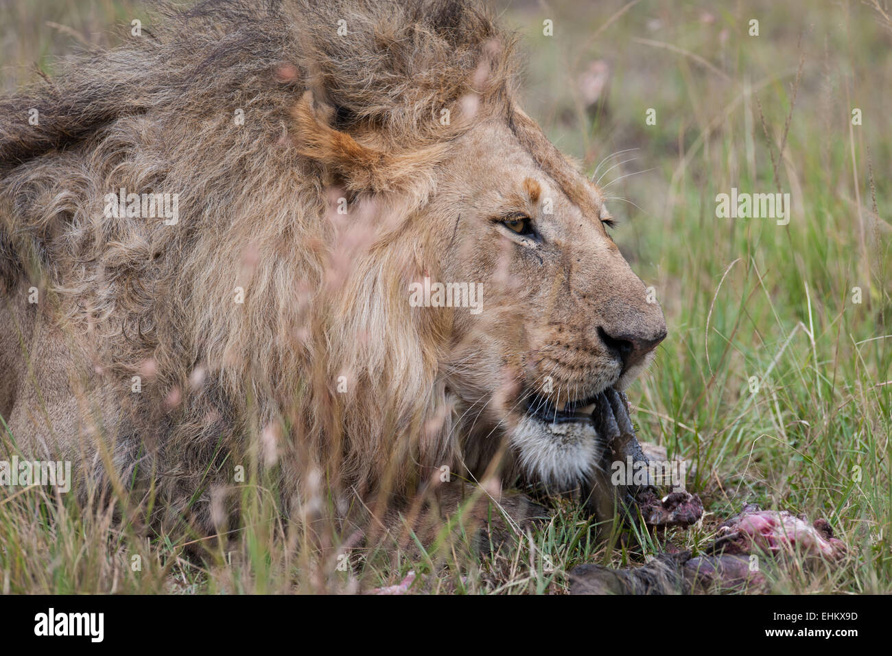Lion in the savanna of Africa Stock Photo - Alamy