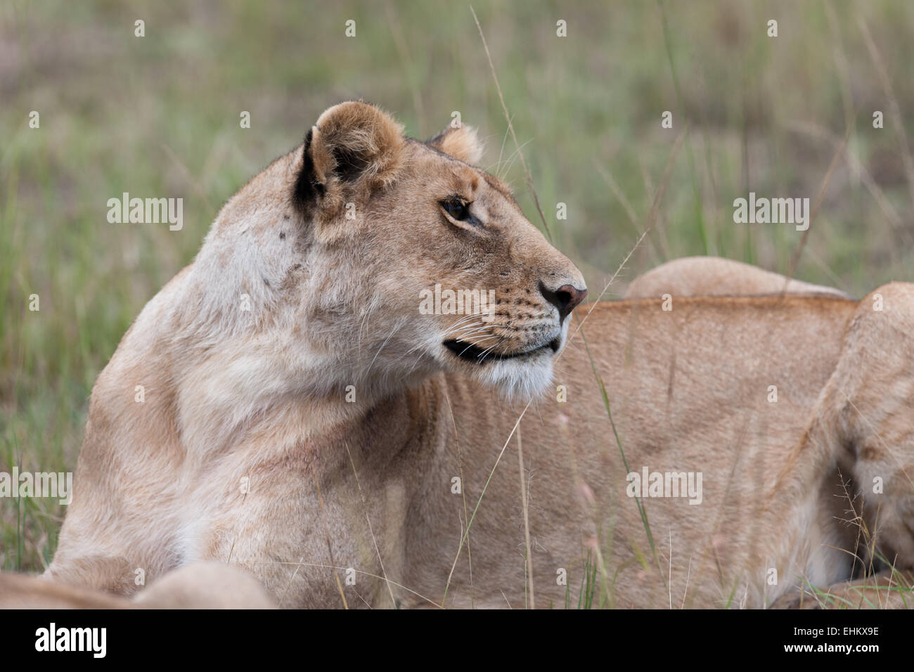 Lion in the savanna of Africa Stock Photo - Alamy