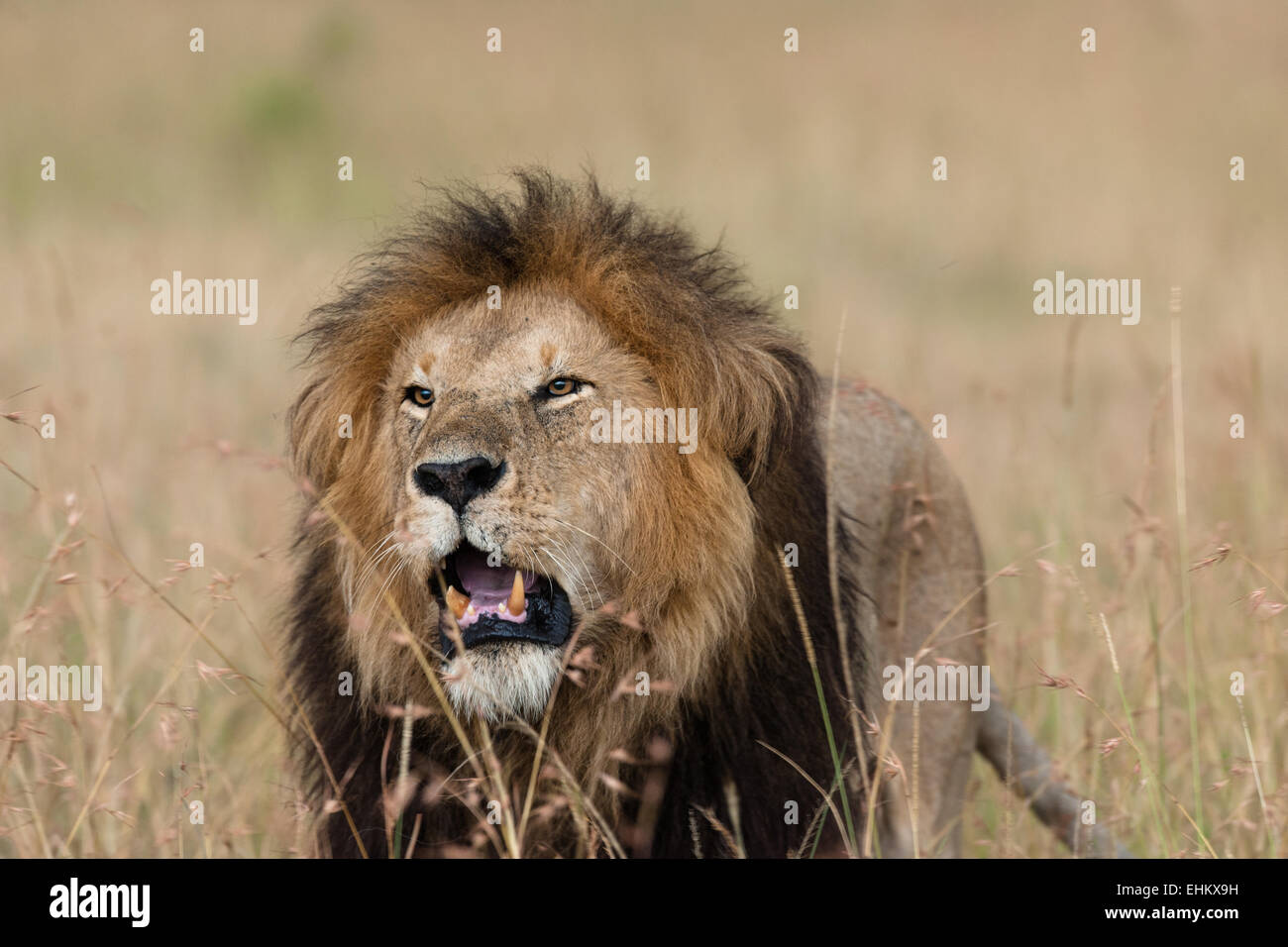 Lion in the savanna of Africa Stock Photo - Alamy