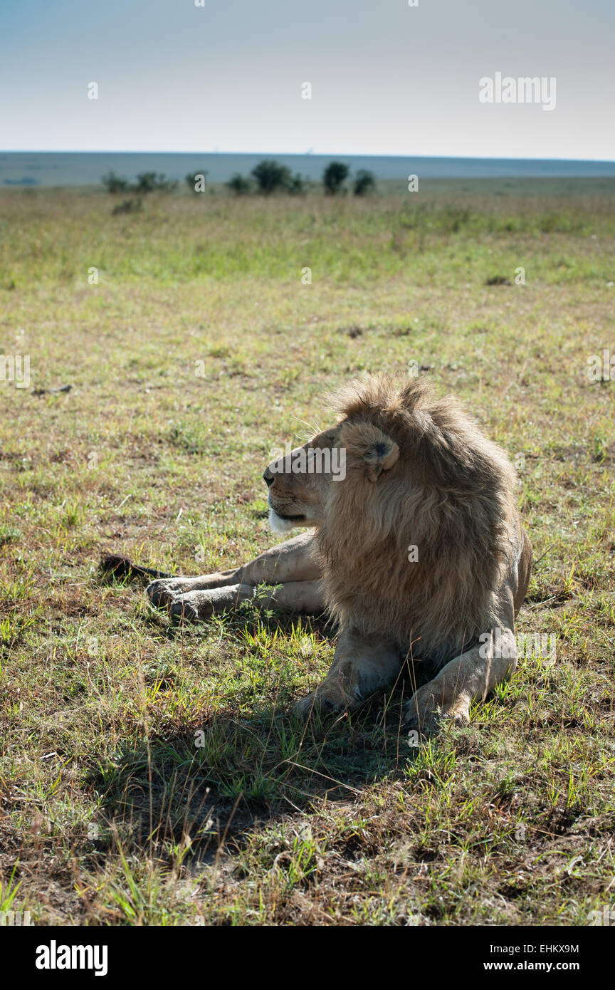 Lion in the savanna of Africa Stock Photo - Alamy