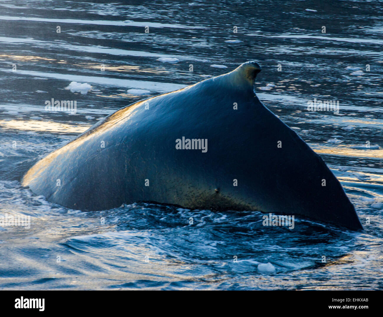Antarctica blue whale hi-res stock photography and images - Alamy