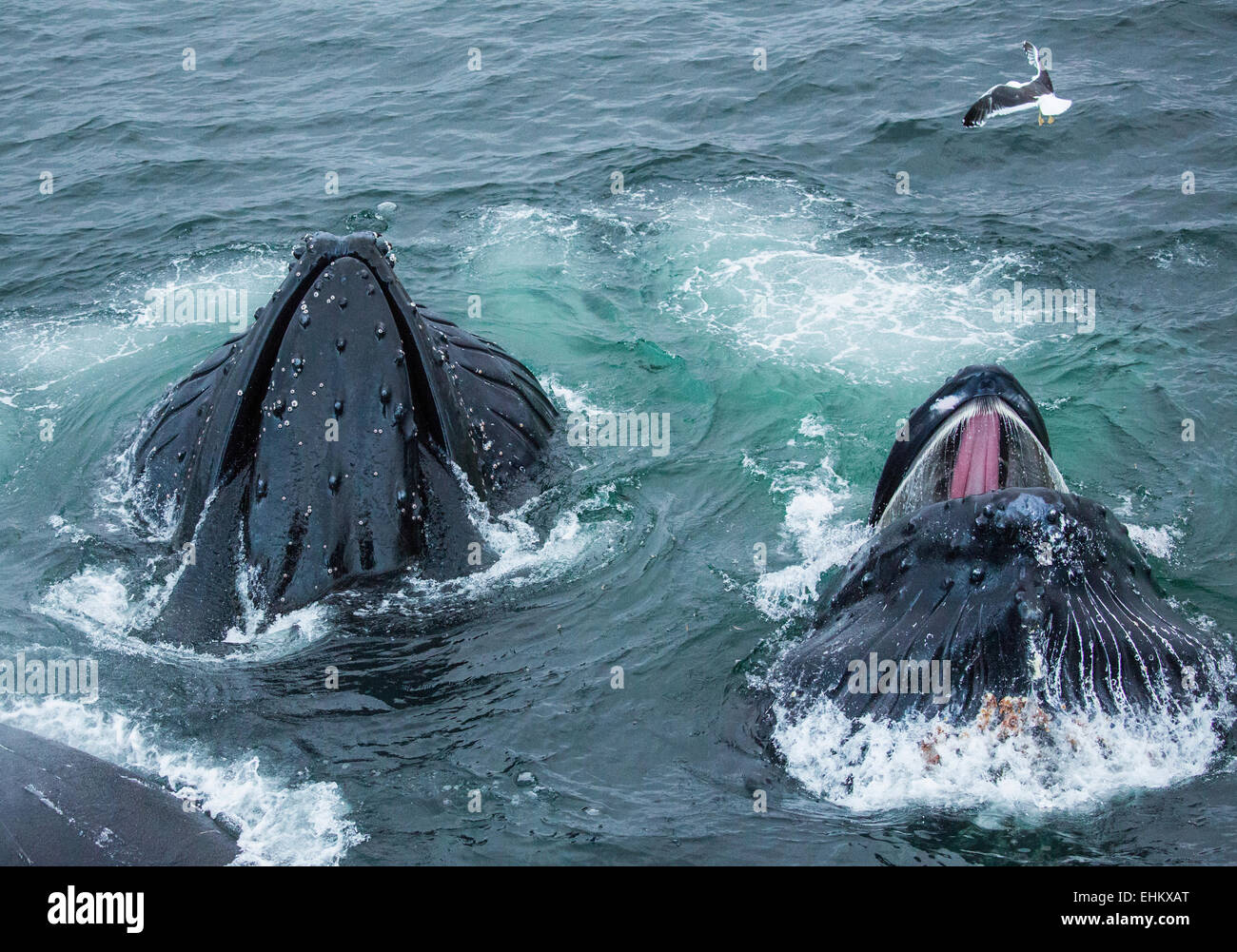 Humpback Whale Mouth