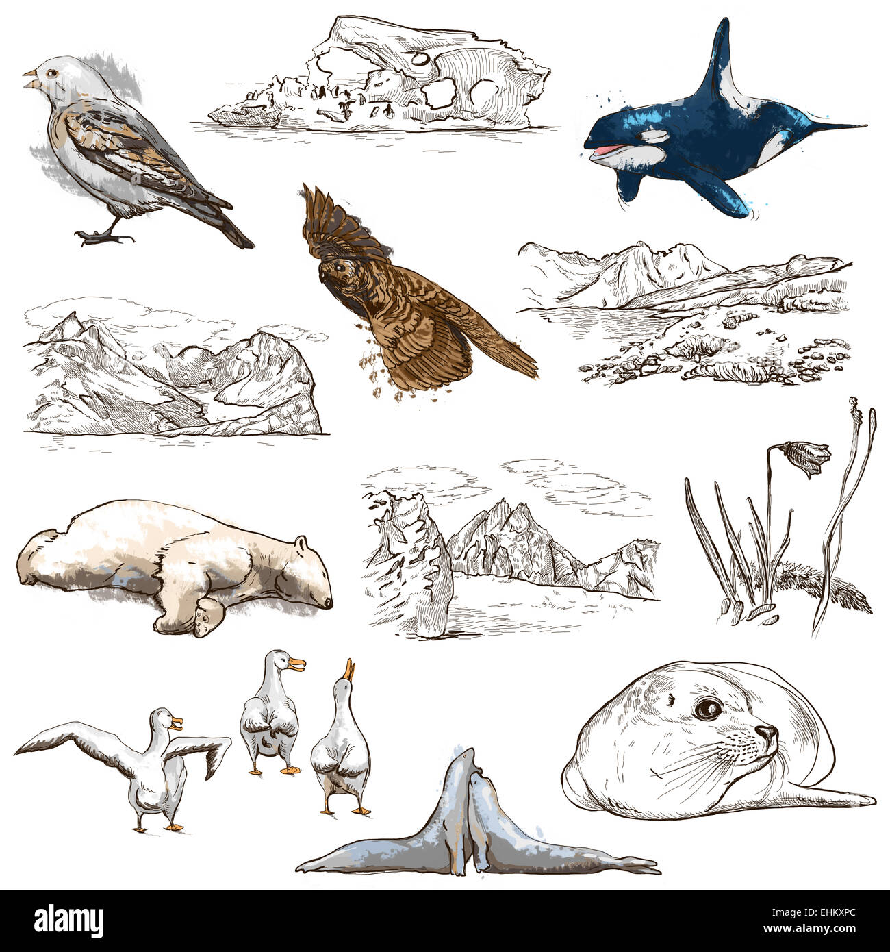 Travel series: POLAR REGIONS (Antarctica and Greenland) - Collection ...