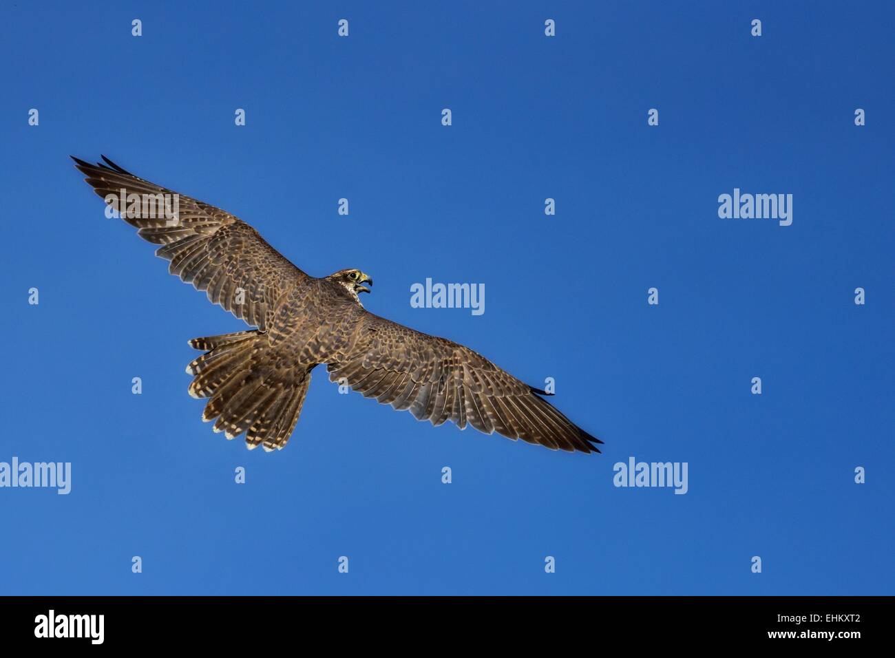 Peregrine Falcon (Falco peregrinus) in flight with prey Stock Photo - Alamy
