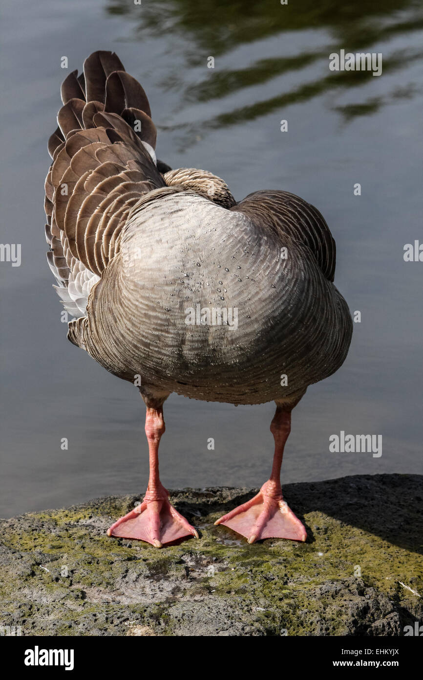 greylag goose hiding his face Stock Photo - Alamy