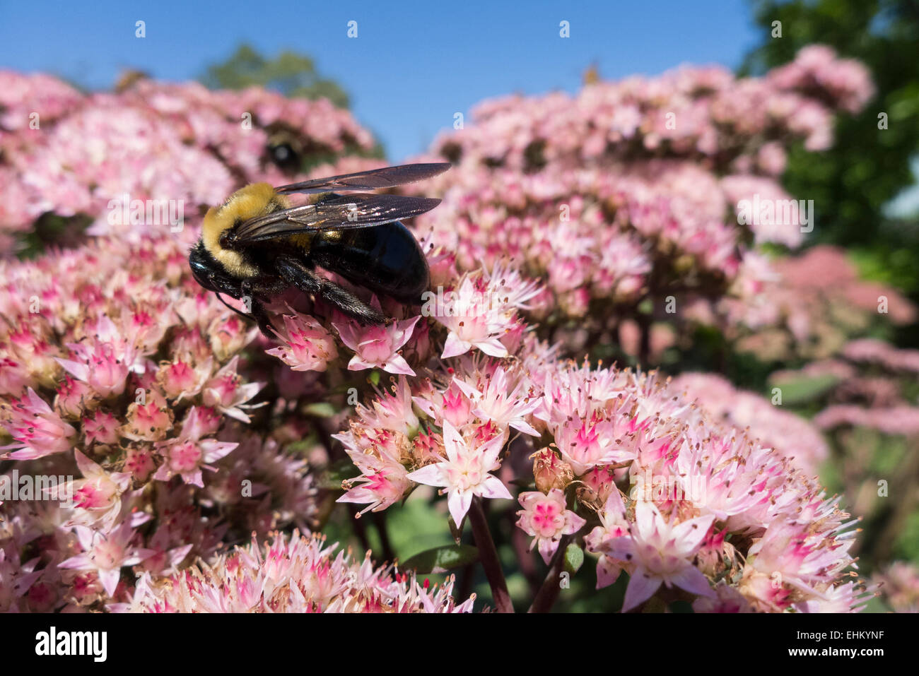 Pollen collecting insects hi-res stock photography and images - Alamy