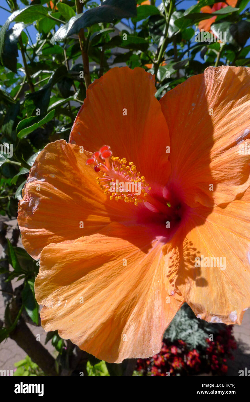 The large ornamental flower head of a tropical Hibiscus Stock Photo - Alamy